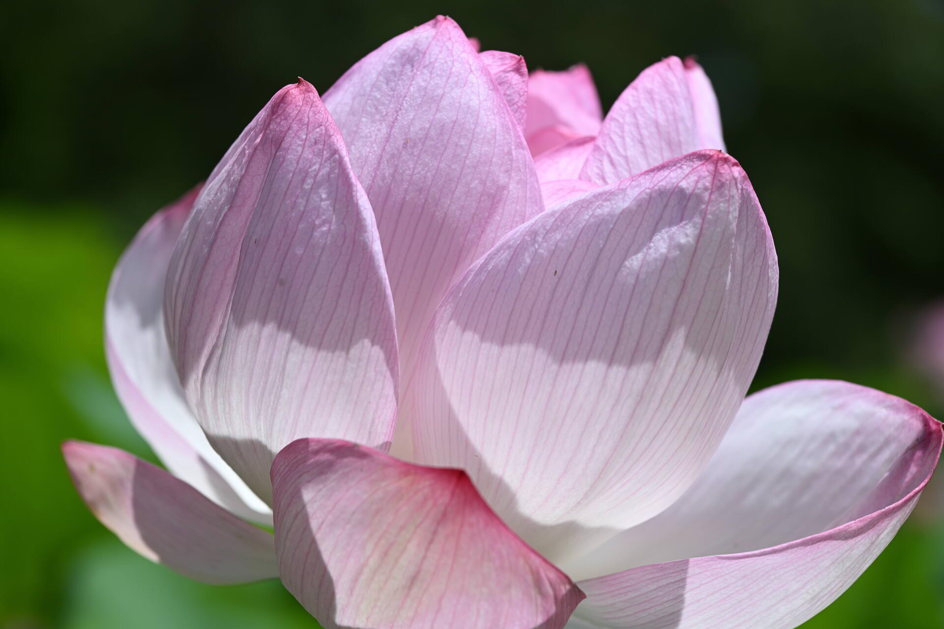 はす池（万博記念公園 2025年6月28日）: ときどき桃